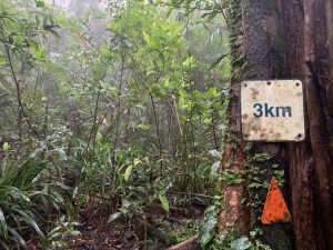 Hiking the Mount Sorrow Ridge Trail | Daintree Rainforest | Australia