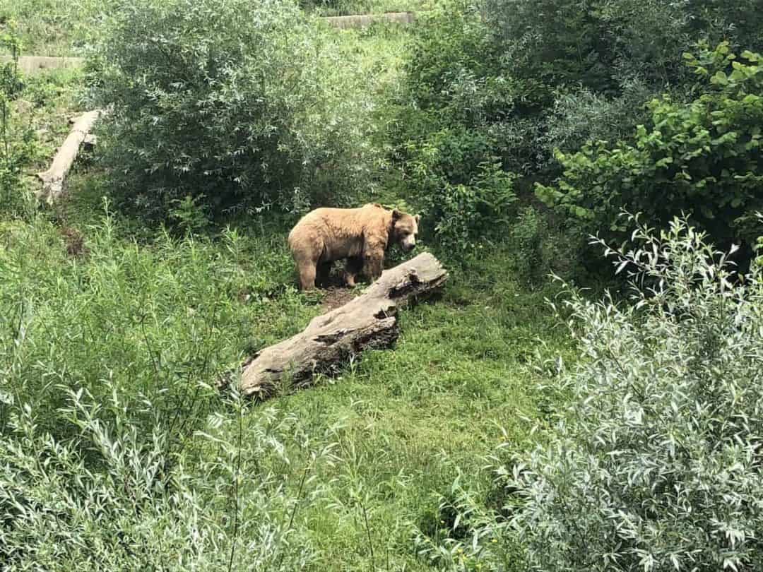 One Day in Bern Switzerland | A Perfect Bern Day Trip | TripTins