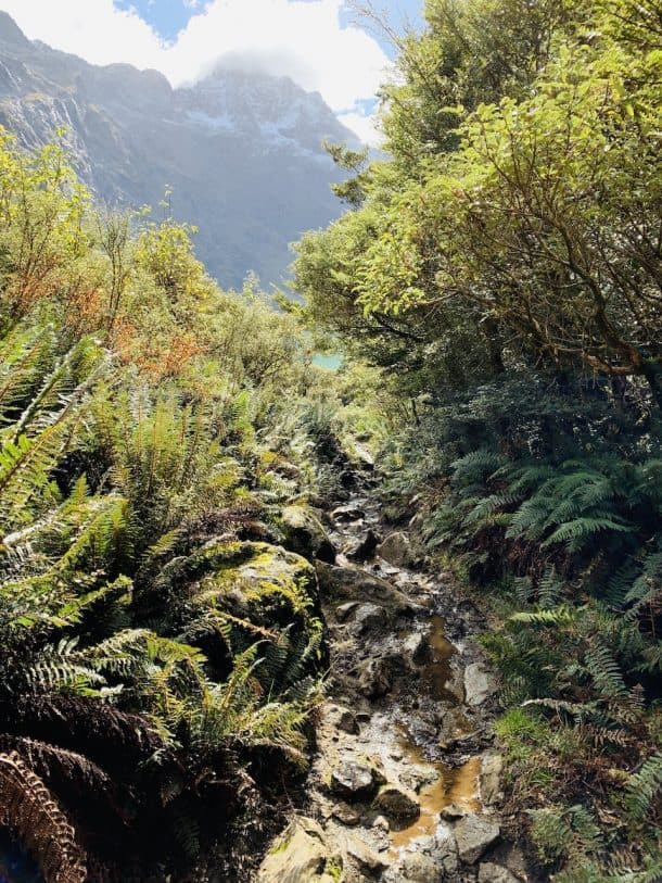 The Lake Marian Track | Fiordland National Park Hiking | Milford Sound