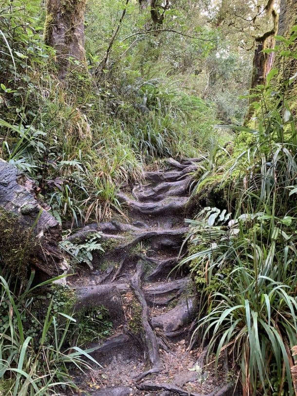 The Lake Marian Track | Fiordland National Park Hiking | Milford Sound