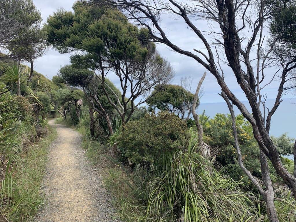 The Mercer Bay Loop Walk of the Waitakere Ranges | New Zealand