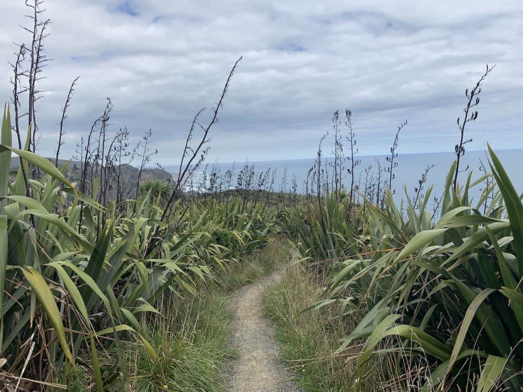 The Mercer Bay Loop Walk of the Waitakere Ranges | New Zealand