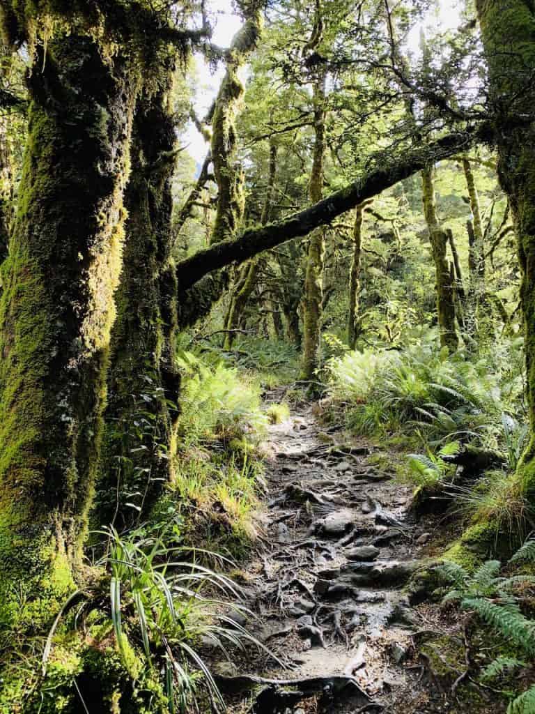 The Lake Marian Track | Fiordland National Park Hiking | Milford Sound