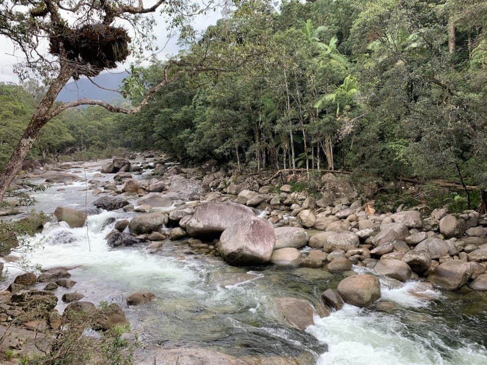 A Helpful Guide to the Mossman Gorge Walk | Mossman Gorge Swimming