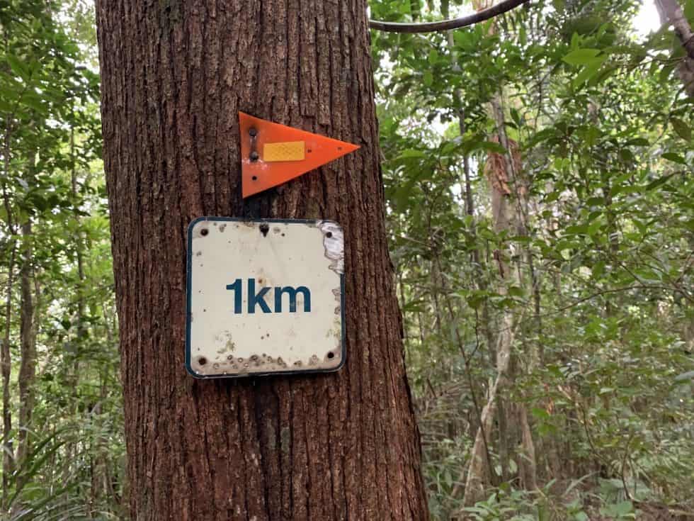 Hiking the Mount Sorrow Ridge Trail | Daintree Rainforest | Australia