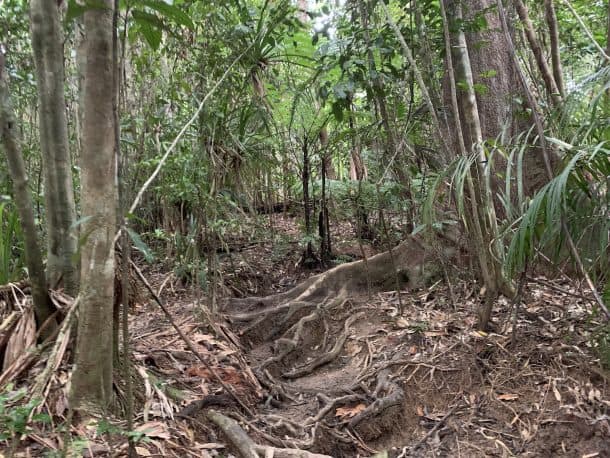 Hiking the Mount Sorrow Ridge Trail | Daintree Rainforest | TripTins