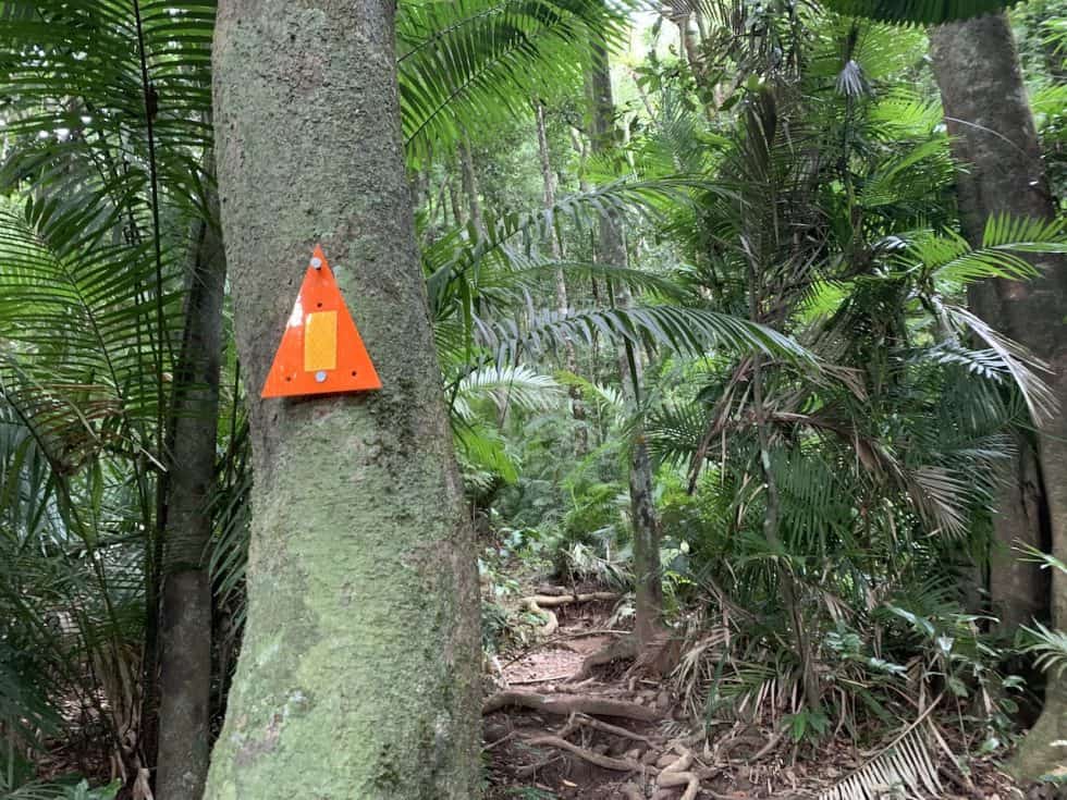Hiking the Mount Sorrow Ridge Trail | Daintree Rainforest | TripTins