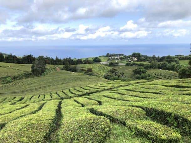Chá Gorreana Tea Plantation Hike | São Miguel Azores | TripTins