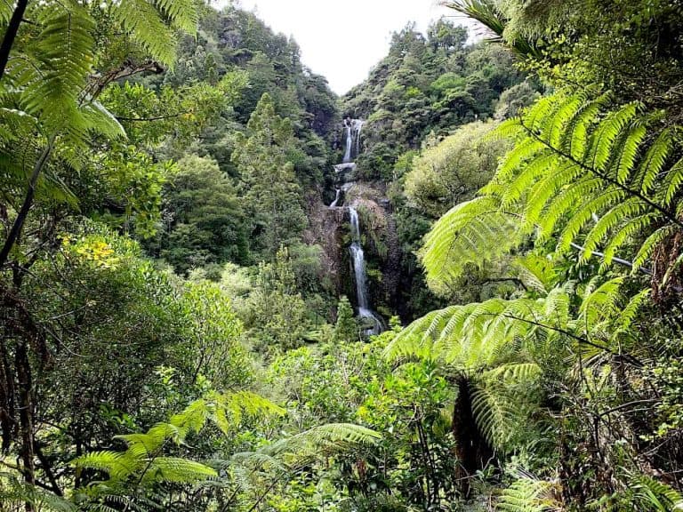 The 7 BEST Walks in the Waitakere Ranges (Beaches, Trails & Waterfalls)