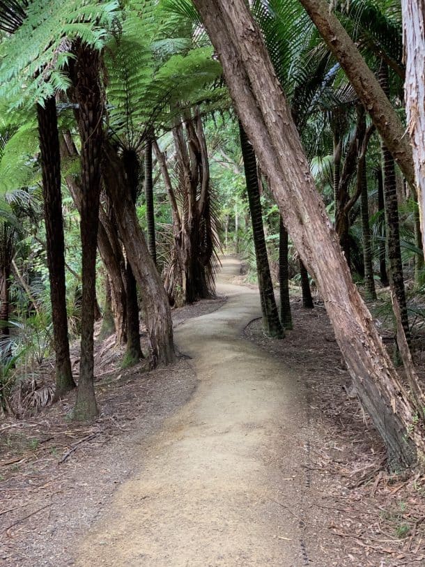 The Kitekite Falls Track of the Waitakere Ranges | New Zealand | TripTins