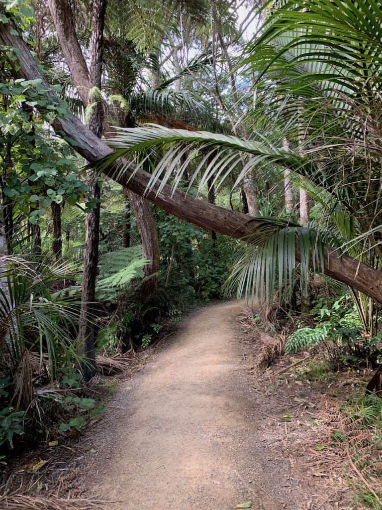 The Kitekite Falls Track of the Waitakere Ranges | New Zealand | TripTins