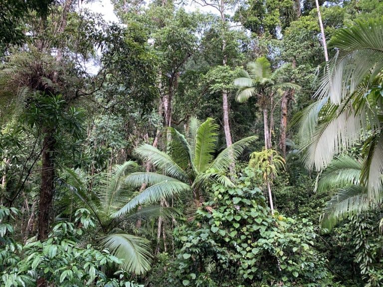A Complete Overview of the Daintree Discovery Centre | Australia