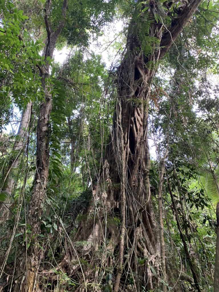 A Complete Overview of the Daintree Discovery Centre | Australia