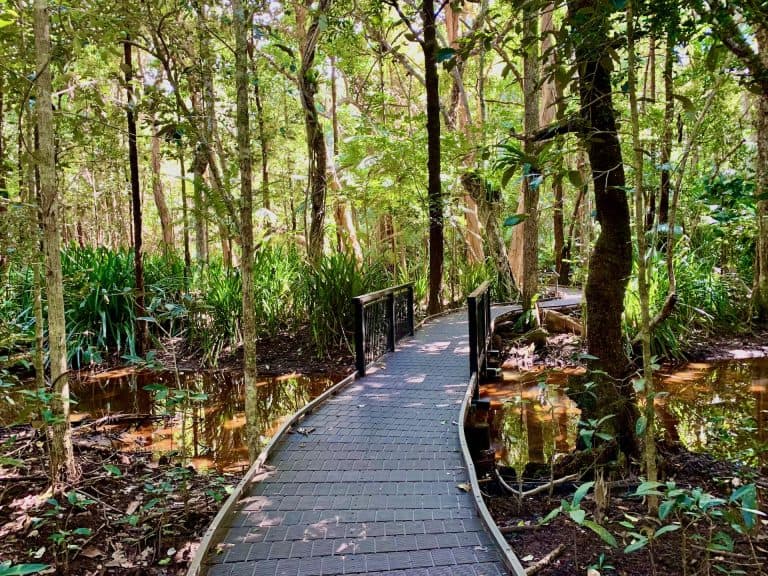 Top 10 Daintree Rainforest Walks, Hikes, Boardwalks & Trails | TripTins