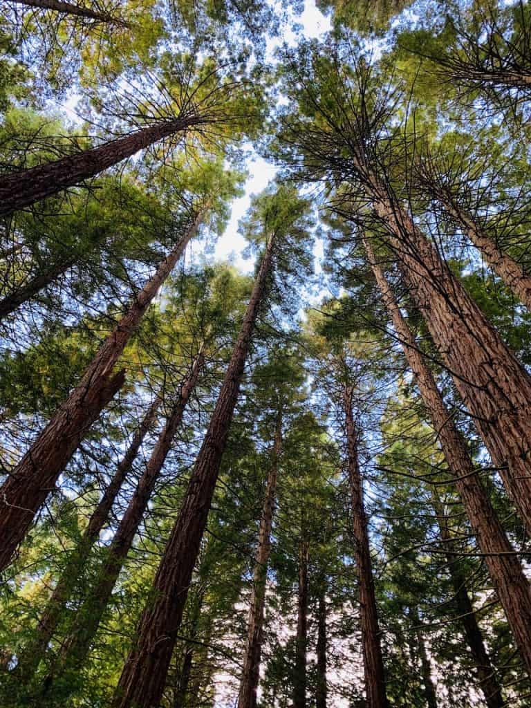 The Best of Rotorua Walks | Pohaturoa Rotorua Redwood Walk