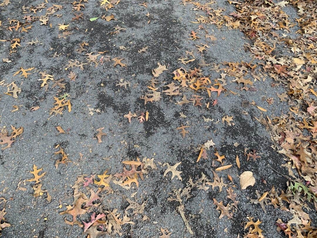 How to Walk & Run the Central Park Bridle Path (Map, Details & Guide)