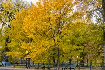 Central Park Fall Foliage Guide | Best Locations & Foliage Map | TripTins