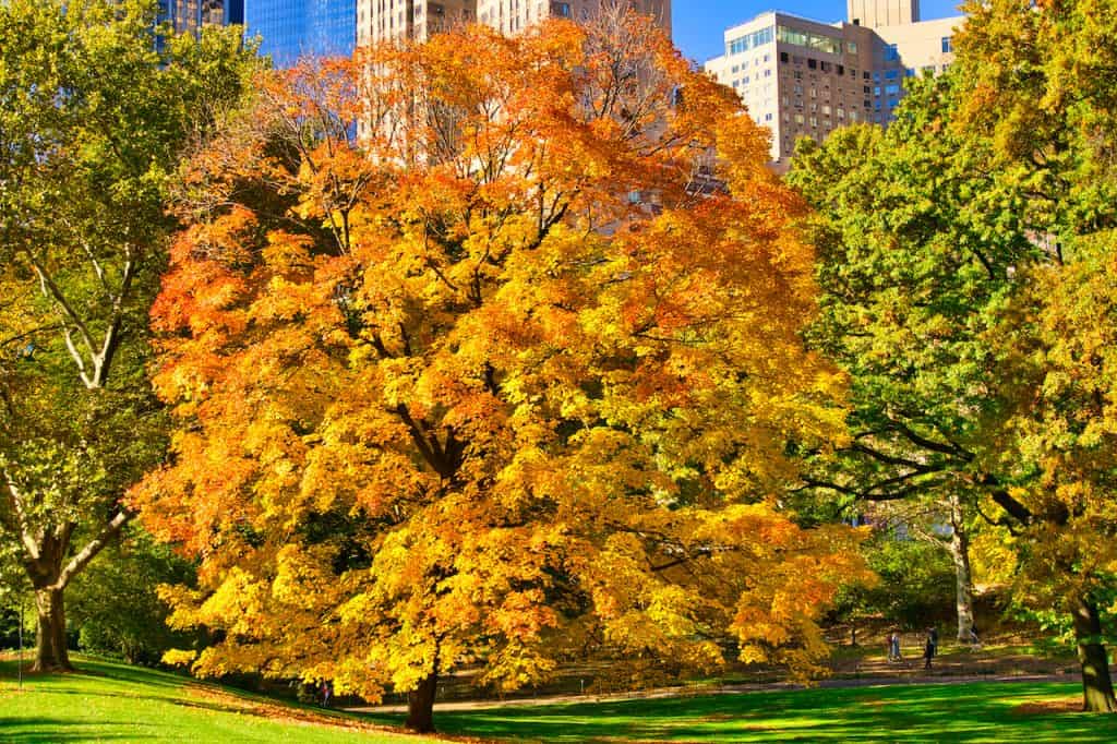 Central Park Fall Foliage Guide | Best Locations & Foliage Map | TripTins