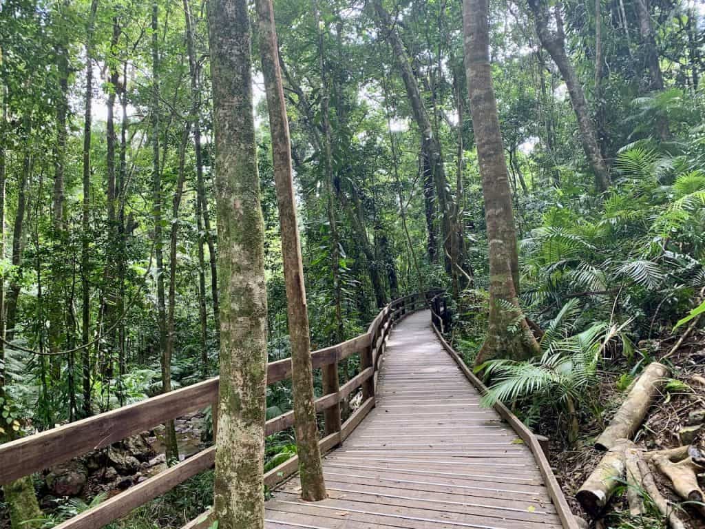Top 10 Daintree Rainforest Walks, Hikes, Boardwalks & Trails | TripTins