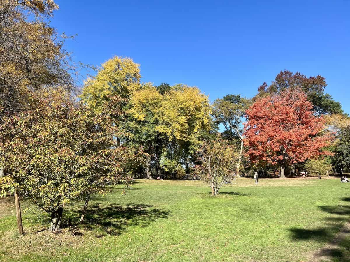 Central Park Fall Foliage Guide | 2023 Best Locations & Foliage Map