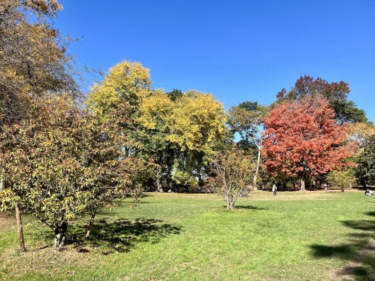 Central Park Fall Foliage Guide | 2023 Best Locations & Foliage Map