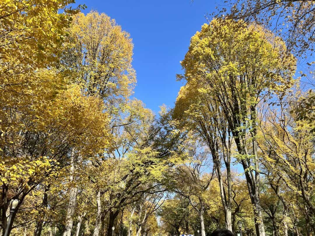 Central Park Fall Foliage Guide | 2023 Best Locations & Foliage Map