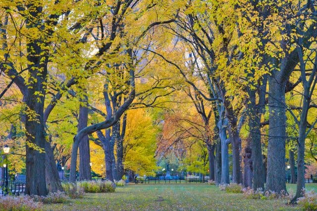 Central Park Fall Foliage Guide | Best Locations & Foliage Map | TripTins