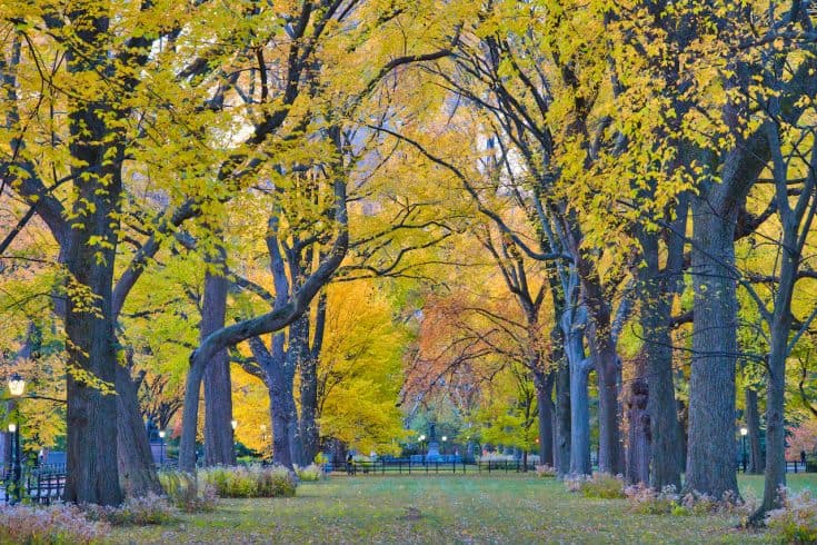 Central Park Fall Foliage Guide | Best Locations & Foliage Map | TripTins