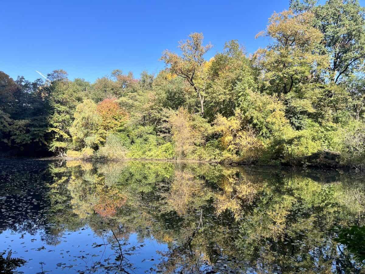Central Park Fall Foliage Guide | 2023 Best Locations & Foliage Map
