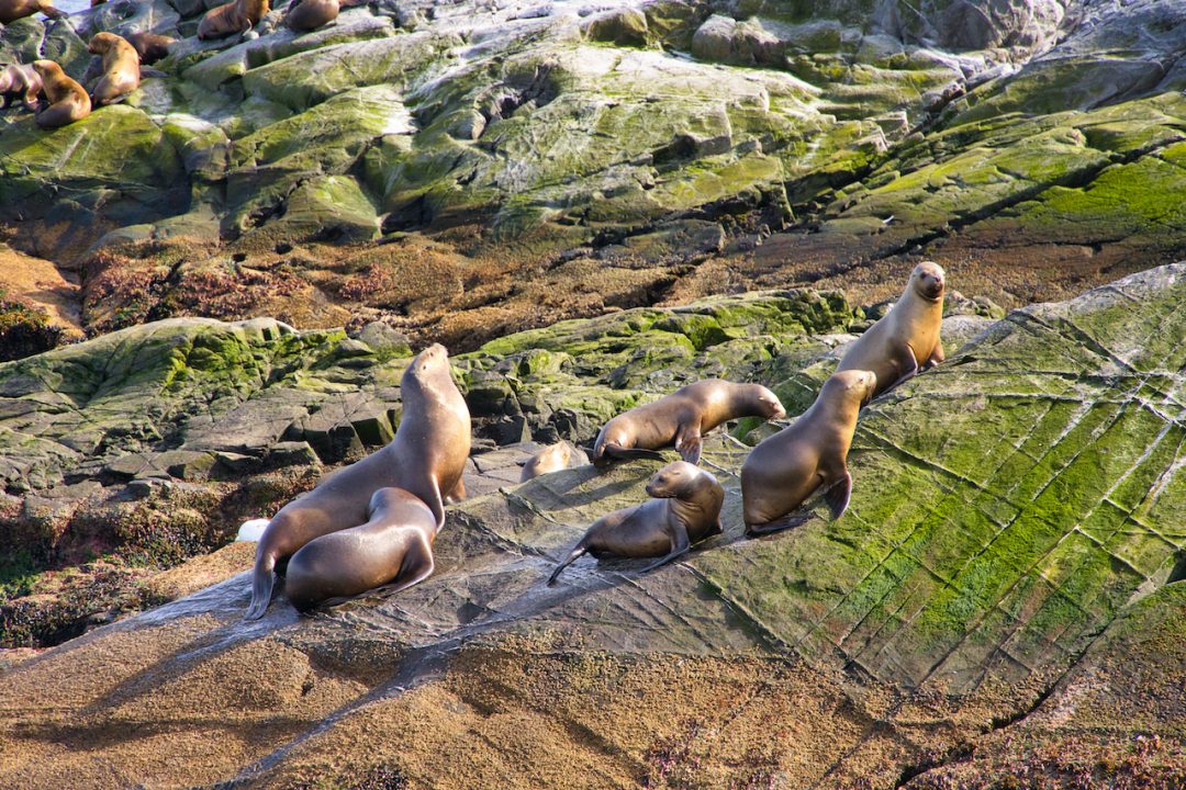 A Full Day Ushuaia Penguins Tour on the Beagle Channel & Martillo Island
