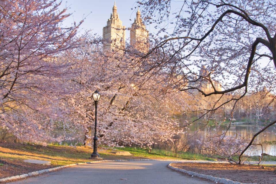 Central Park Cherry Blossoms Complete Spring Guide & Detailed Map