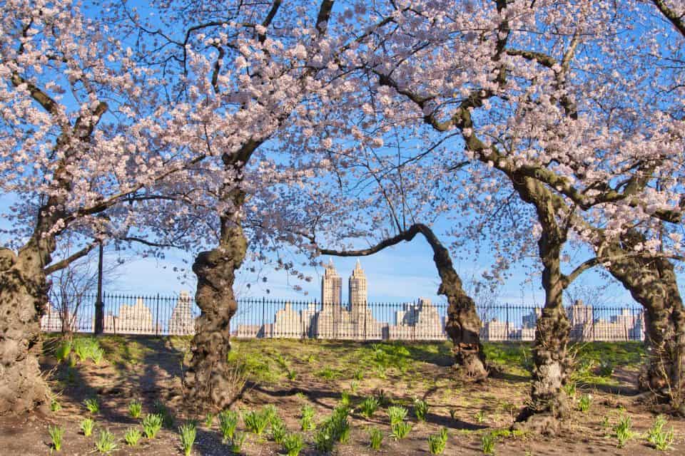 Cherry Blossoms in NYC Complete Guide | 10 Best Spring Bloom Spots