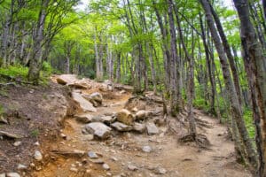 The Stunning Mirador Las Torres Hike (Base of Torres del Paine)