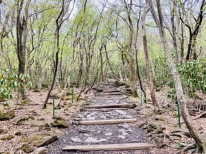 Mount Hallasan Hike of Jeju Island Complete Guide (Top of South Korea)