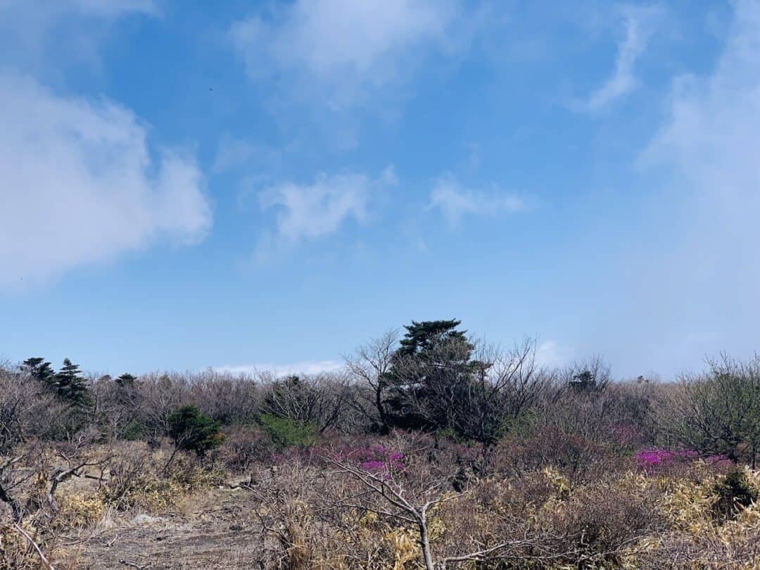 Mount Hallasan Hike of Jeju Island Complete Guide (Top of South Korea)