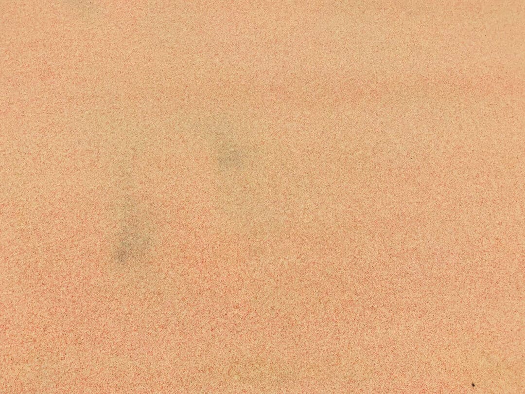 The STUNNING Komodo Island Pink Beach (Labuan Bajo, Indonesia)