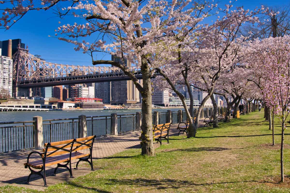 Roosevelt Island Cherry Blossoms (Complete Guide & Map)