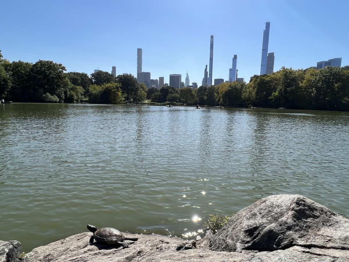 8 Best Central Park Rocks for Views & Hangouts (Umpire, Summit, & More)