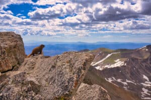 Mount Harvard Hike Complete Guide (Route, Map, Trailhead & More)