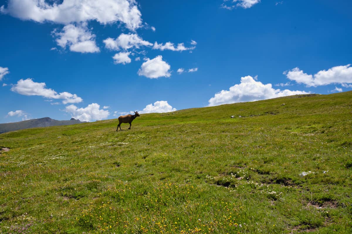 Trail Ridge Road RMNP Complete Guide (Views, Hikes, Map, & More)