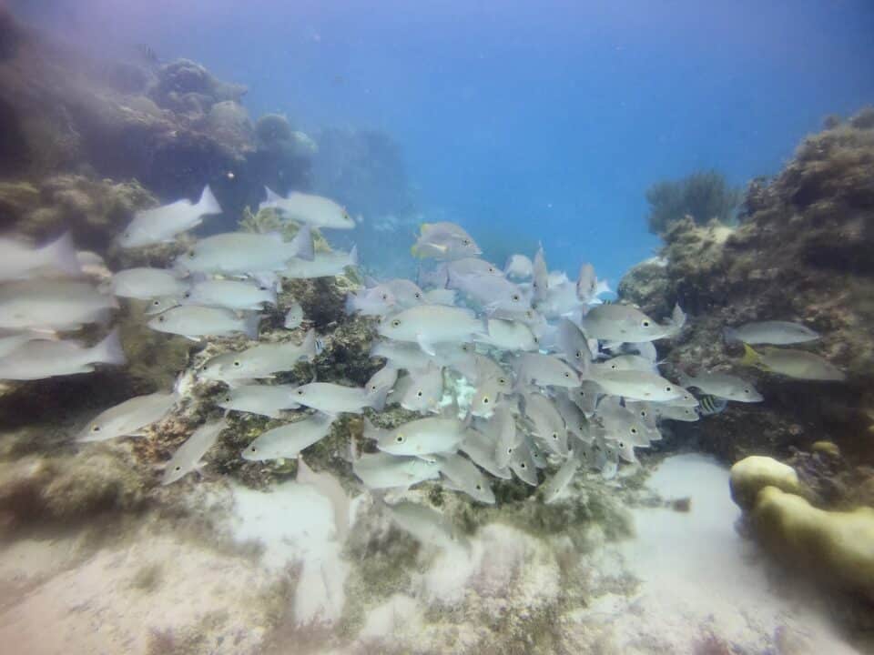 Shark Ray Alley & Hol Chan Marine Reserve (Belize’s Best Snorkel Spot)